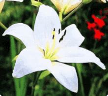 íosluchtaigh Foirfe Lily  Lilipuf  Lilipuf Otkrijte I