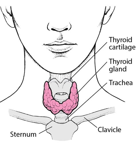 Overview Of The Thyroid Gland Hormonal And Metabolic Disorders