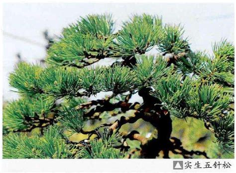 图解 黑松盆景怎么播种苗培的16个步骤 Penjing8