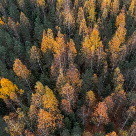 Boreal Forests And The Climate Crisis Part 1 Climatalk