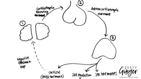 How To Naturally Deal With HPA D Adrenal Fatigue And Hormonal Dysfunction Zesty Ginger