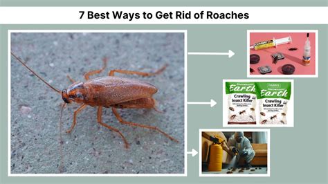7 Best Ways To Get Rid Of Roaches Fast Safely And For Good
