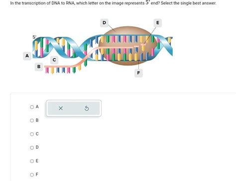 In The Transcription Of Dna To Rna Which Letter On