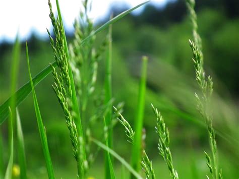 Native Texas Ornamental Grasses