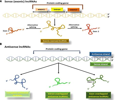 figure 5 from the role of non protein coding rnas in ischemic acute