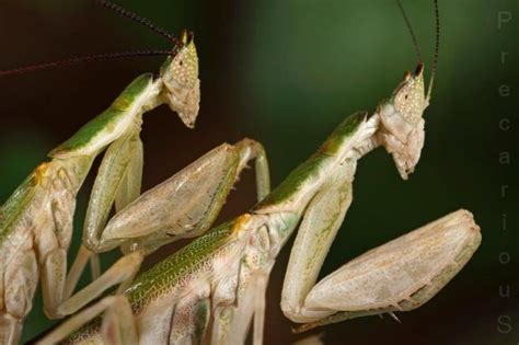 Mantodea Windy Windows Blog