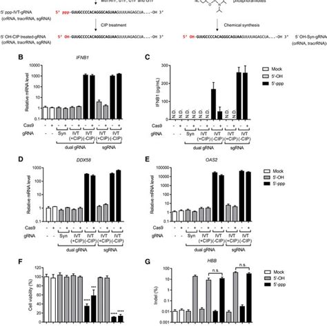 Induction Of Type I Interferon Mediated Innate Immune Responses In Hela Download Scientific