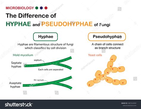 Fungal Hyphae Diagram