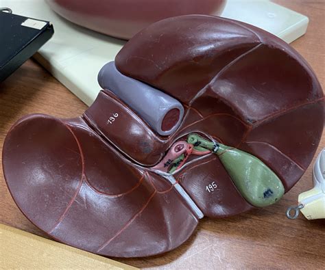 Liver Labeling Diagram Quizlet