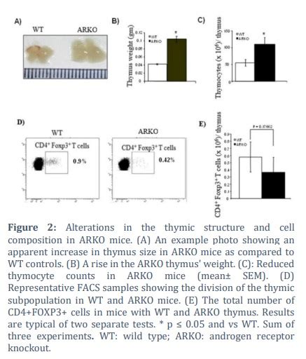 Androgen Receptor Ar Ablation Encumbers The Expansion And Function Of T Regulatory Cells Treg