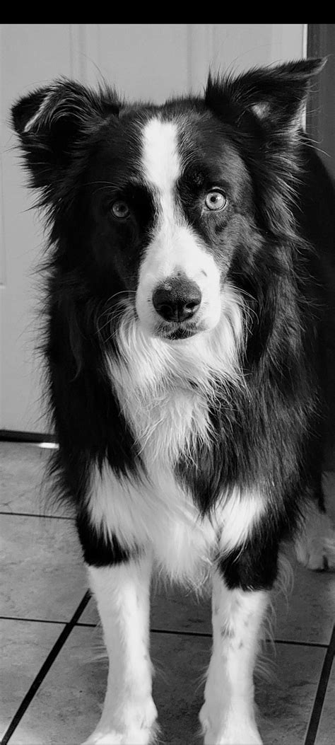 Alpha : r/BorderCollie