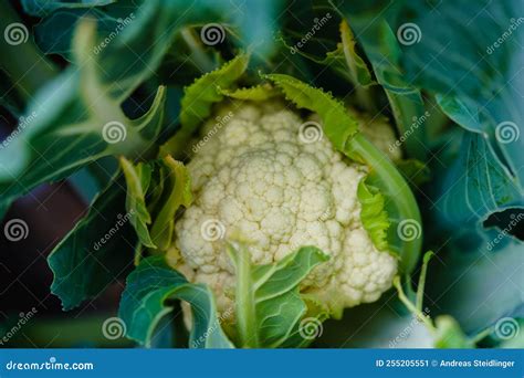 Cauliflower Brassica Oleracea Stock Image Image Of Diet Gastronomy