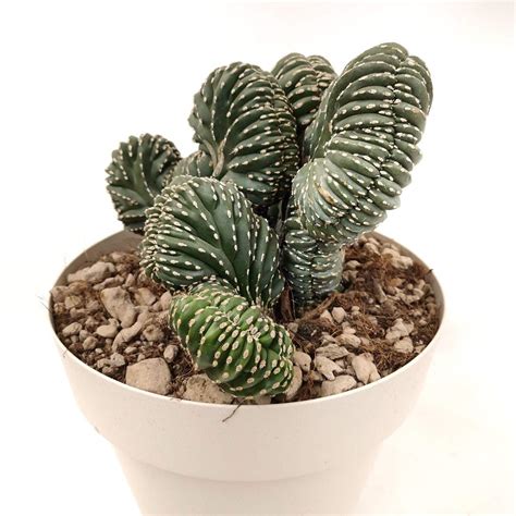 Marginatocereus Marginatus F Crestata Giromagi Cactus And Succulents