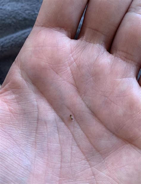 Quel Est Ce Petit Insecte