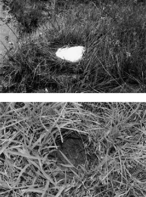 A Foam Nest Above And An Empty Basin Below Of Leptodactylus Download Scientific Diagram