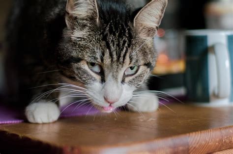 Can Cats Eat Catnip Heres What You Should Know About The Herb