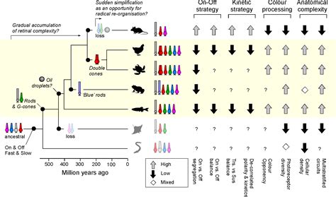 Evolution Baden Lab