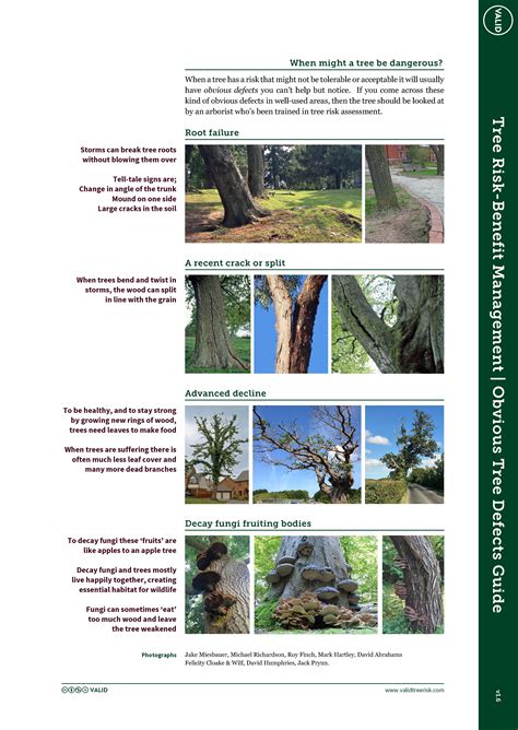 Obvious Tree Defects Guide General Chat Arbtalk The Social Network For Arborists