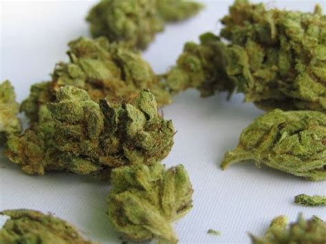 Stages Of Cannabis Growth The Complete Guide
