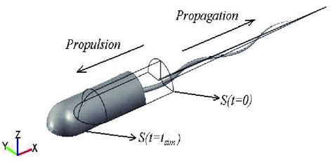10 3d Swimmer Wave Propagation And Swimmer Propulsion Takes Place On Download Scientific
