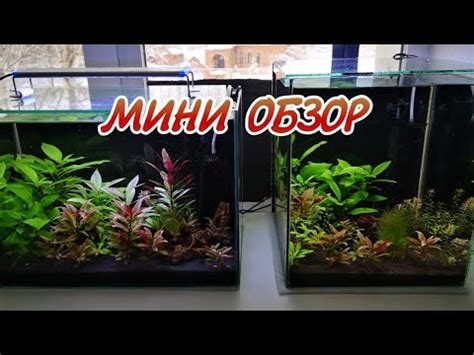 Мини обзор всех аквариумов - YouTube