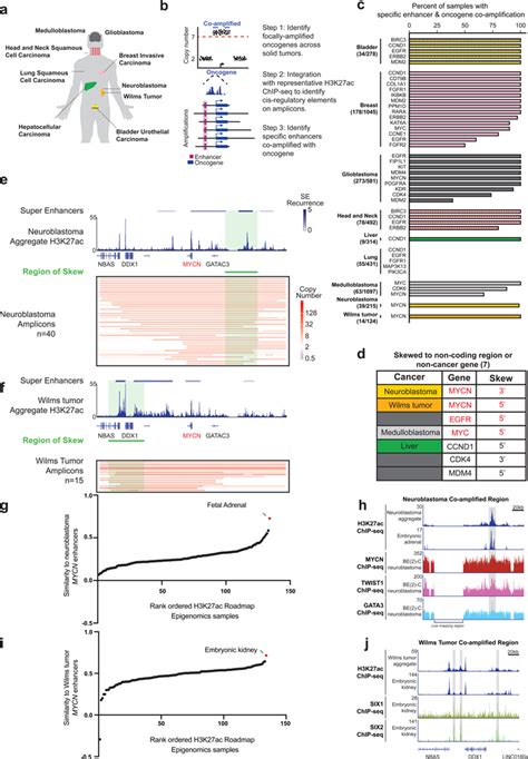Functional Enhancers Shape Extrachromosomal Oncogene Amplifications Pmc
