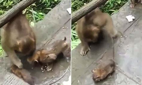 Monkey And A Rat Have Become Best Friends In China Daily Mail Online