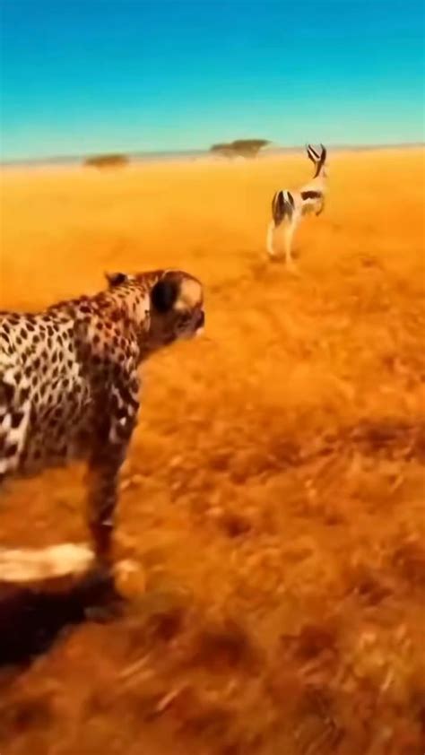 The Fastest Land Animal On Earth Just Met His Match Or Did He 🐆🦃💨