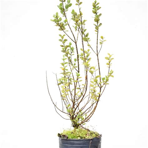 Arrayan Luma Apiculata Bonsai Patagonia