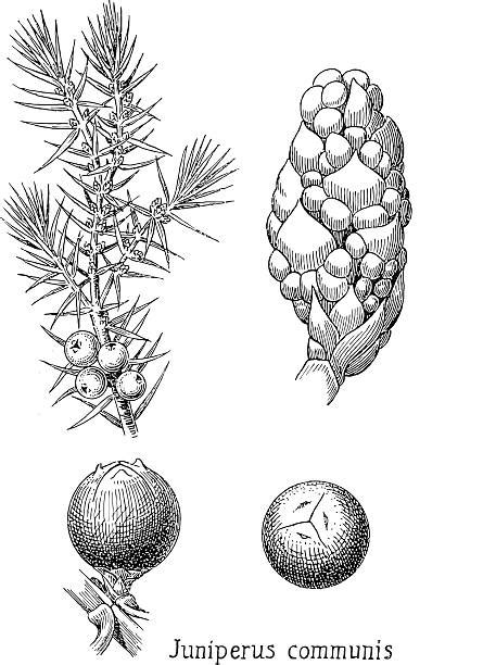 2800 Juniper Tree Stock Illustrations Royalty Free Vector Graphics