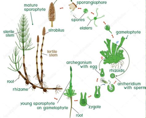 Phylum Equisetophyta Life Cycle Flashcards Quizlet