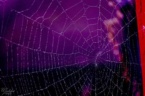 Spider Web Album On Imgur Spider Web Album On Imgur