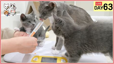 건강하고 예쁘게 잘큰 여섯 아기고양이들 루시 행복하렴 Youtube