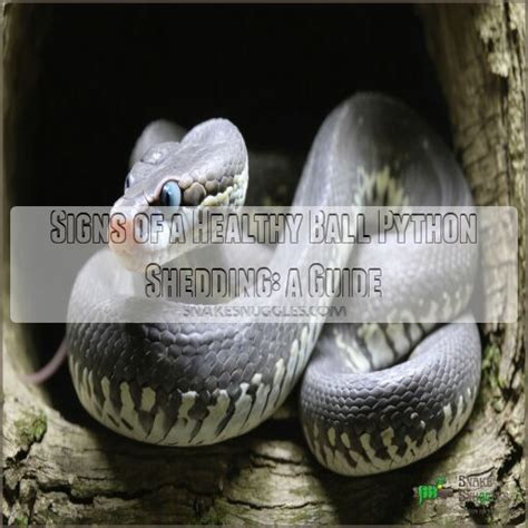 Signs Of A Healthy Ball Python Shedding A Guide