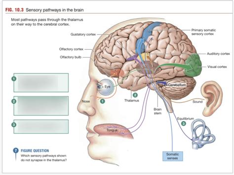 Lab 6 Sensory Pathways In The Brain Fig 103 Diagram Quizlet