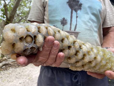 Have You Ever Wondered How Shells Are Birthed Australian Geographic
