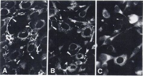 Fibronectin Arrowheads Is Depos Ited As A Pericellular Matrix In Download Scientific Diagram