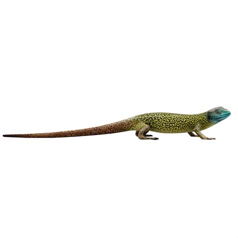 Green Lizard Isolated 18876227 Png