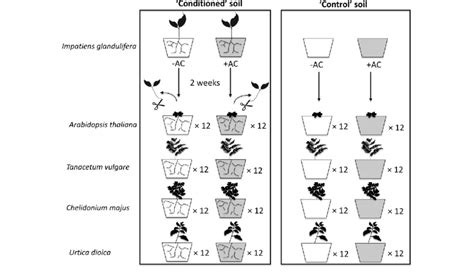 Schematic Representation Of The Experimental Design Experiment 1