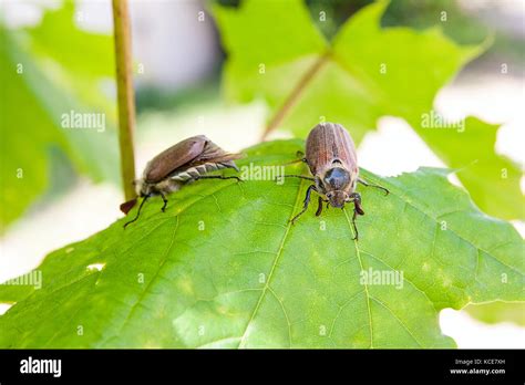 Close Up View Of Two European Beetle Pest Common Cockchafer