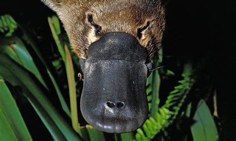 9 Interesting Platypus Facts Wwf Australia 9 Interesting Platypus