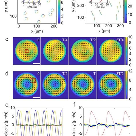 Emergent Global Motion Modes In Bacterial Active Solids Derived From Download Scientific