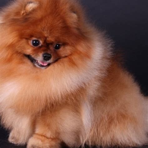 Huda Al Suwaidi Zayed University Dubai Research Profile