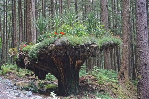 Juneau Alaska El Glacier Gardens Es Un Jardín Botánico De La Selva