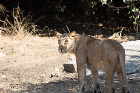 Gujarat Tour Diary Day 09 Sasan Gir To Somnath Temple