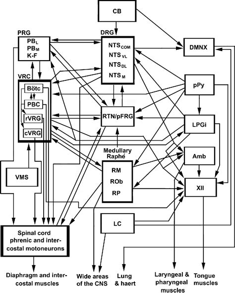 Figure 1 From Peripheralcentral Chemoreceptor Interaction And The