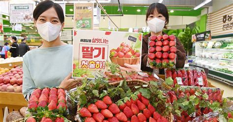 첫 출하된 딸기