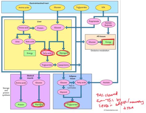 Ansc 311 Carb Lipid And Aa Metabolism Flashcards Quizlet