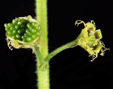 Mitella Pentandra Flora Of Eastern Washington And Adjacent Idaho