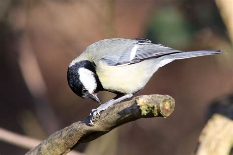 Great Tit